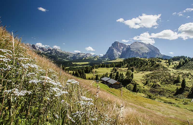 Seiser Alm in Südtirol - Ihr Urlaub in den Dolomiten
